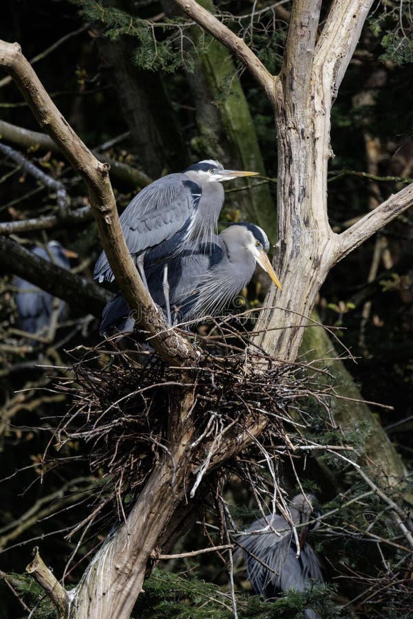 Great blue heron nesting stock image. Image of bird - 318909253