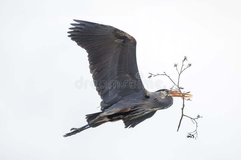 Great blue heron stock image. Image of blue, nature - 318909231