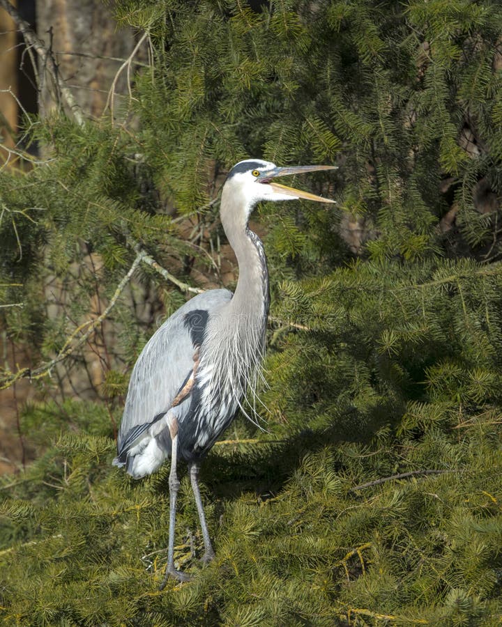 Great Blue Heron Opens Its Beak Stock Image - Image of beautiful, blue ...