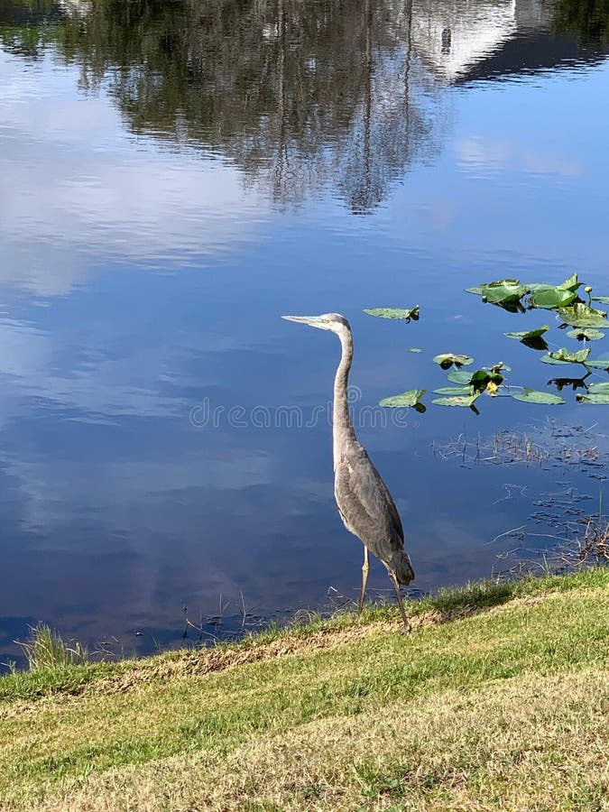 Great Blue Heron Overlooking Lake Stock Photo - Image of plain, ducks ...