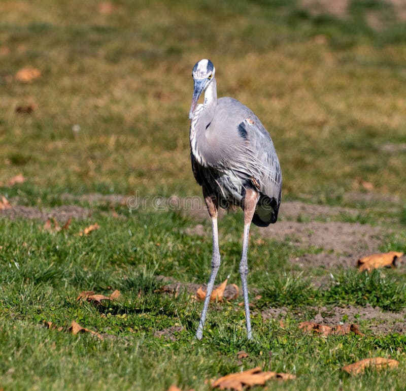 A Great Blue Heron in a Park Posing Stock Image - Image of heron, legs ...