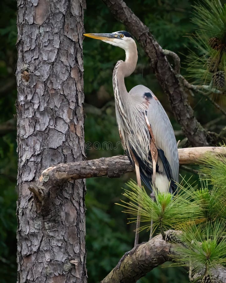 Great Blue Heron stock image. Image of herons, river - 278136797