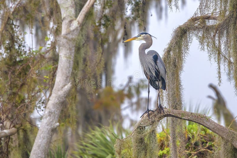 Great Blue Heron Perched on a Tall Oak Tree Stock Photo - Image of ...