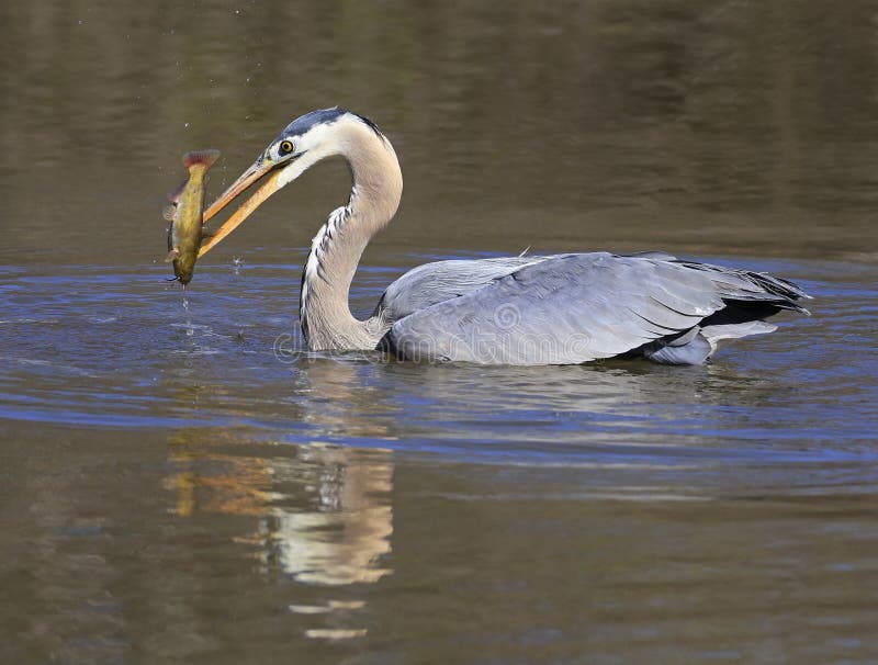 Great Blue Heron Portrait into the Swamp Eating His Fish Stock Photo ...