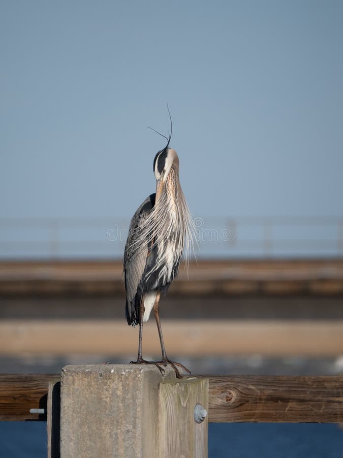 Great Blue Heron Preening Feathers Stock Image - Image of outdoors ...