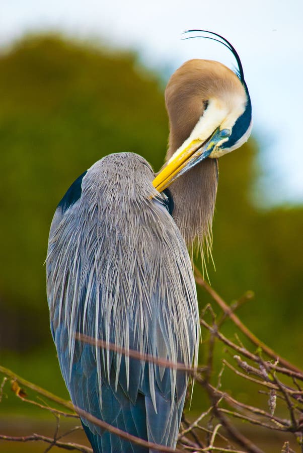 Great Blue Heron Preening stock image. Image of great - 45652345