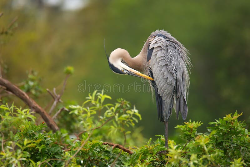 Great Blue Heron Preening Its Feathers. it is the Largest North Stock ...
