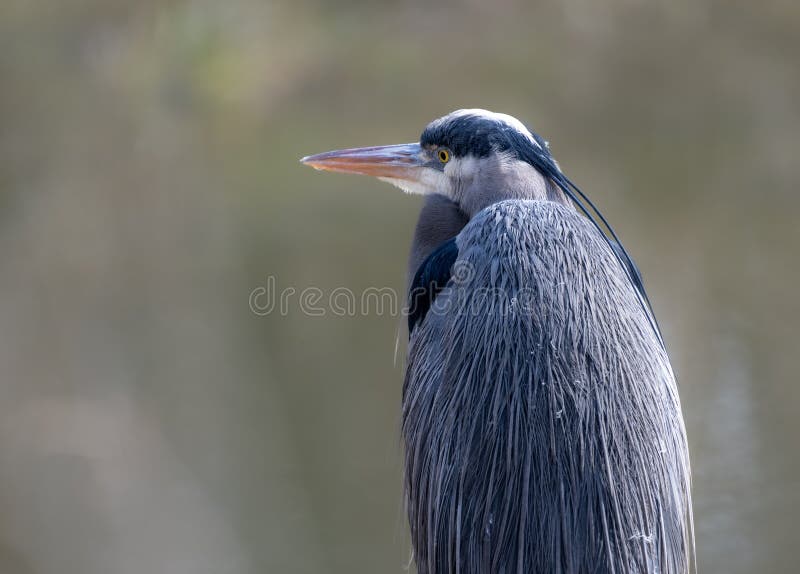 A Great Blue Heron in Profile with Excellent Back Feather Detail Stock ...