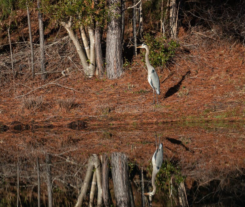 Great Blue Heron Reflection in a Pond Stock Image - Image of swamp ...