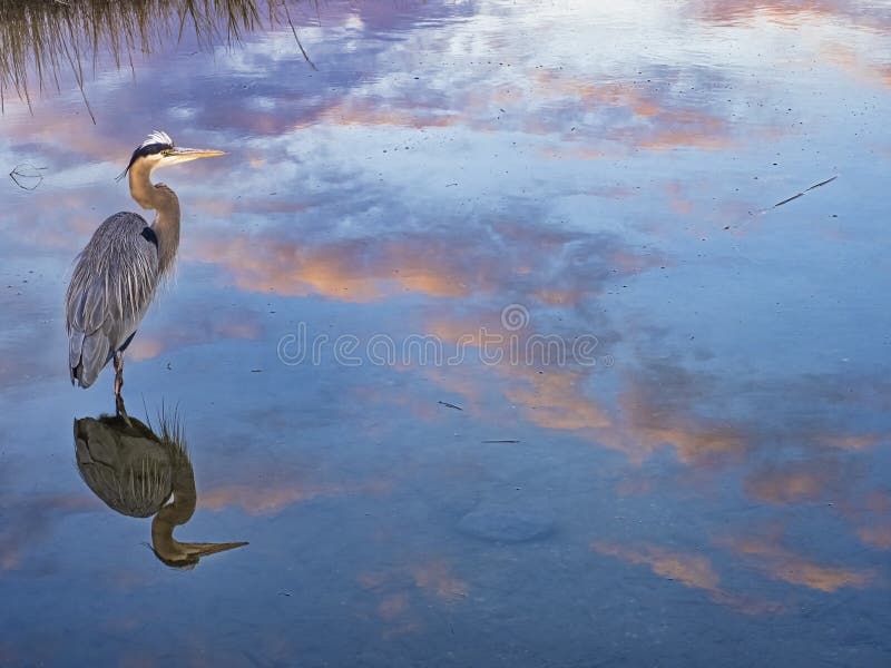 Great Blue Heron and Reflection Stock Image - Image of reflection ...