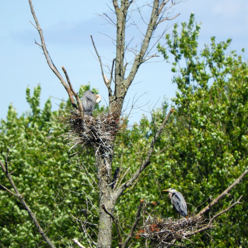 Great Blue Heron Nest Rookery in Deadwood Trees Stock Photo - Image of ...