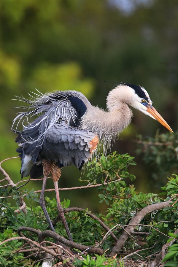 Great Blue Heron Ruffling Its Feathers. it is the Largest North Stock ...