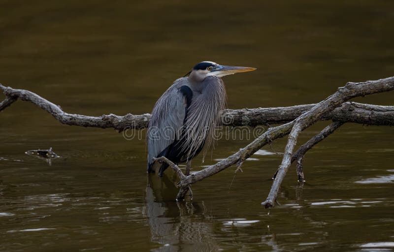 Great Blue Heron with Specialized Feathers on Its Chest, Standing in ...