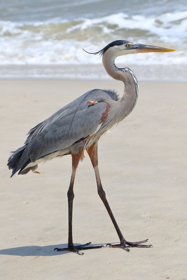 Blue Heron On Florida Beach Stock Image - Image of sunlight, water: 3470797