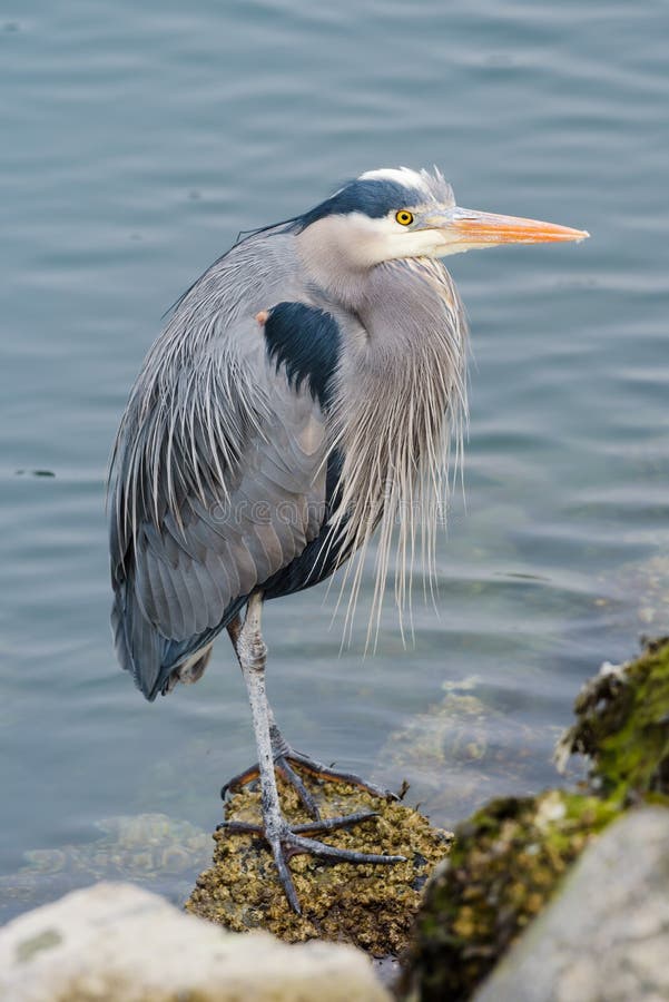 Great Blue Heron Standing on the Edge of the Water on Rocks Stock Photo ...