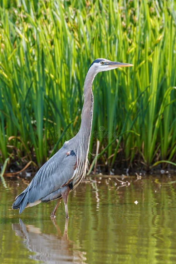 Great Blue Heron Standing in the Lake Stock Image - Image of legs, bird ...