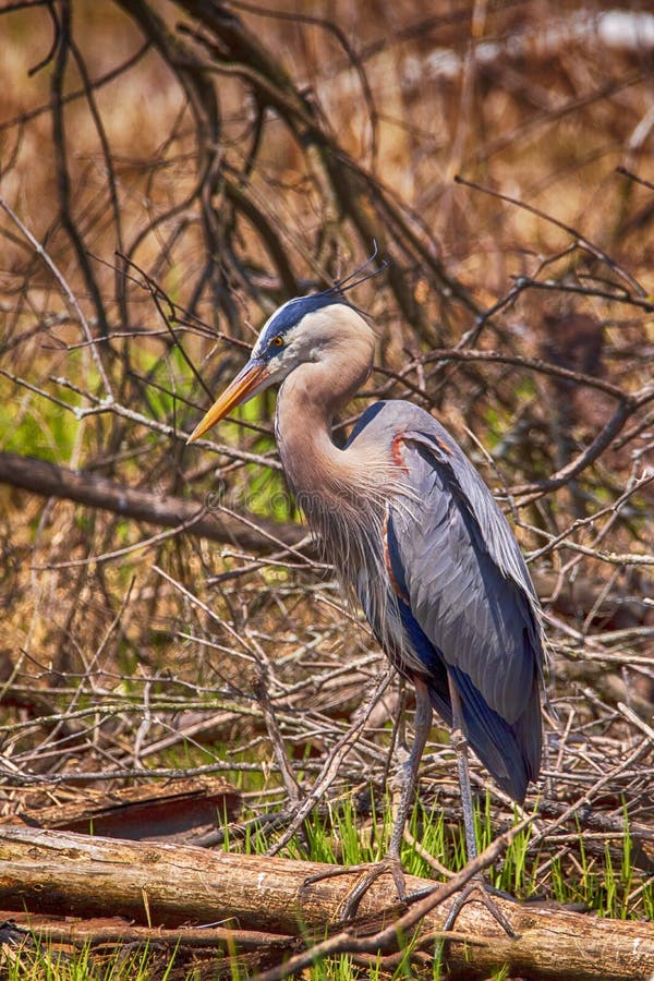 Great Blue Heron Standing on a Log Stock Image - Image of grey, outdoor ...