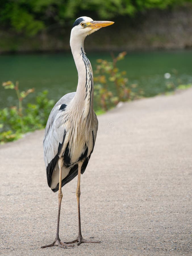 Great Blue Heron Standing Looking To Its Right Both Feet on Ground ...