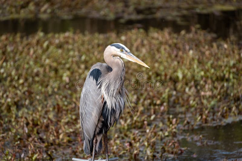 Great Blue Heron Standing in the Marsh Stock Image - Image of heron ...