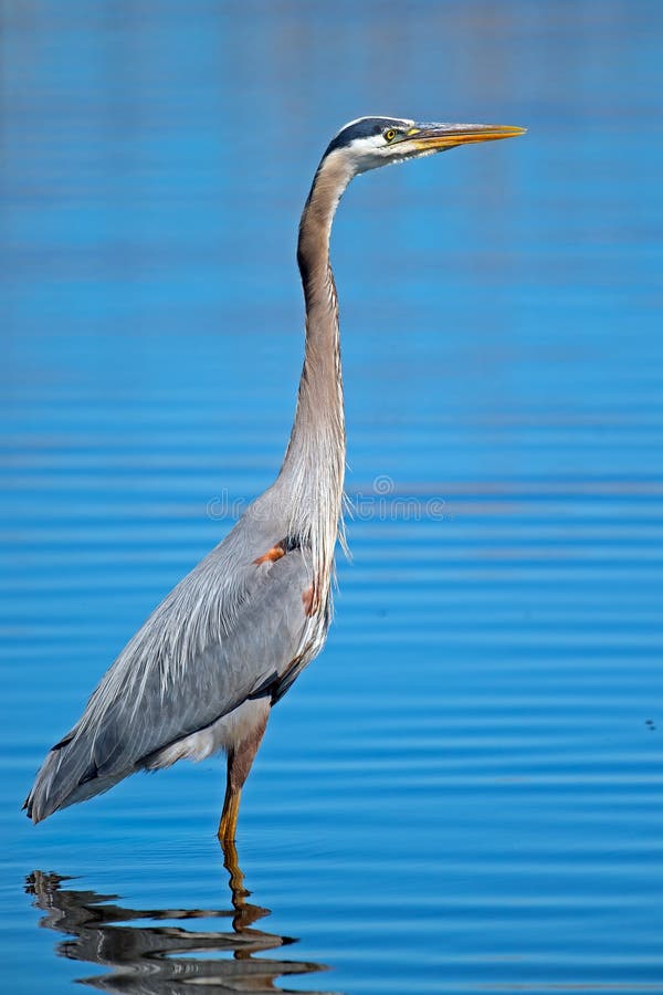 Great Blue Heron stock image. Image of grass, marsh, exotic - 41393921