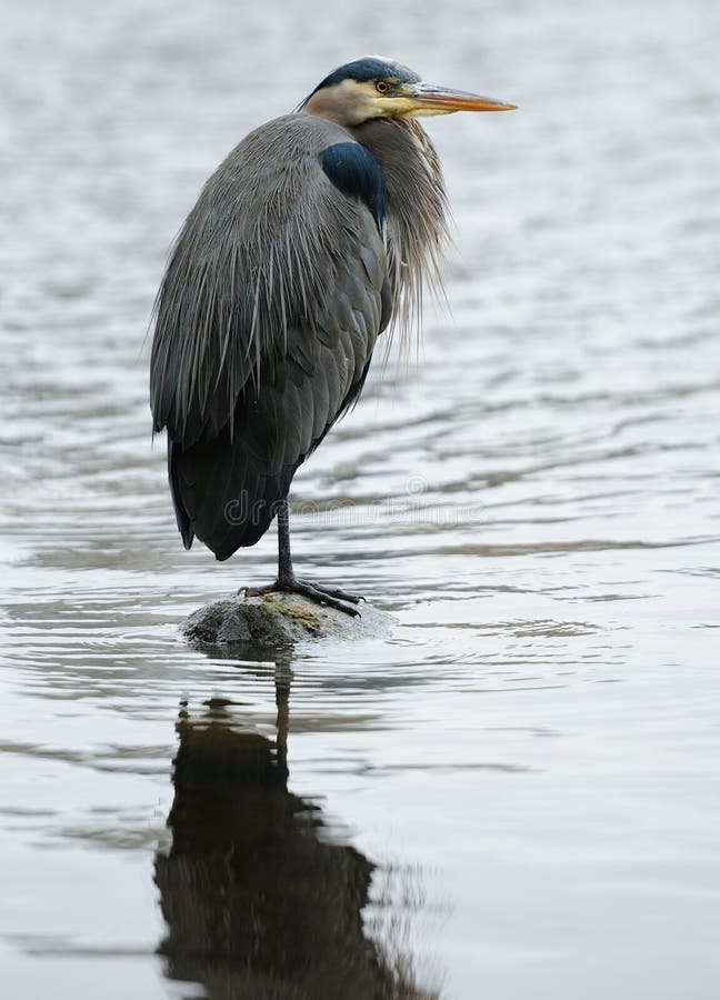 Great Blue Heron Standing On One Leg Stock Photo - Image of orange ...
