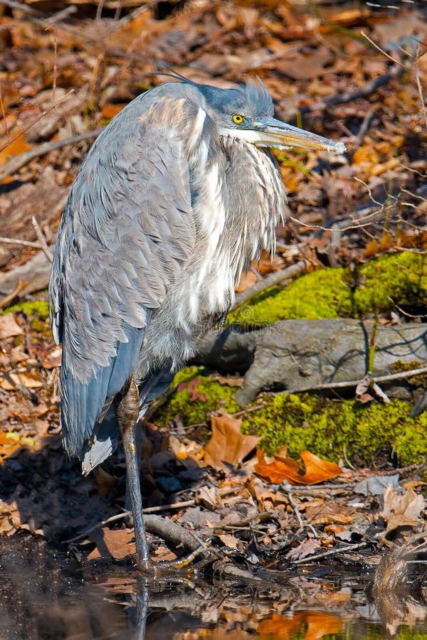 Great Blue Heron stock photo. Image of pond, heron, bill - 29983712