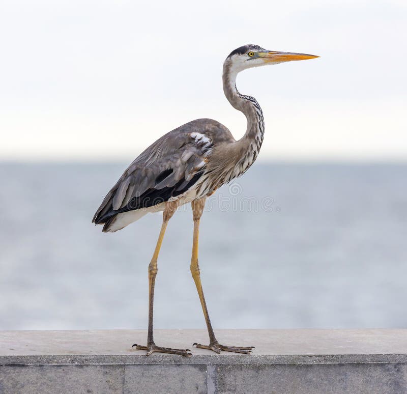 Great Blue Heron in Standing Pose. Stock Photo - Image of curb, walking ...