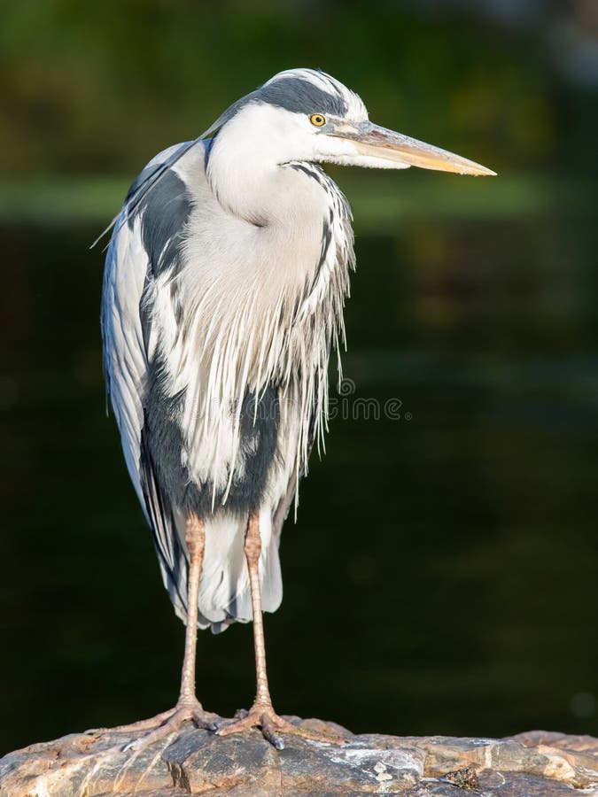 Great Blue Heron Standing Quietly Stock Image - Image of sunshine ...