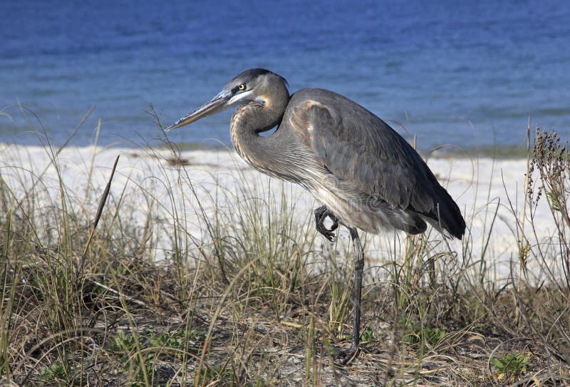 Great Blue Heron Standing in the Reeds at the Waters Edge Stock Image ...