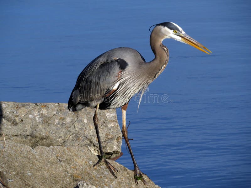 Great Blue Heron Standing on a Rock Stock Image - Image of standing ...