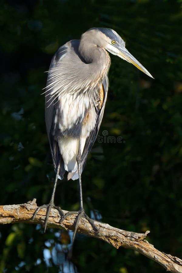 Great Blue Heron Standing in a Tree Stock Image - Image of great ...