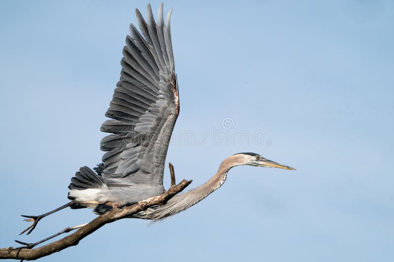 Great Blue Heron Takes Flight Stock Photo - Image of herons, breeding ...