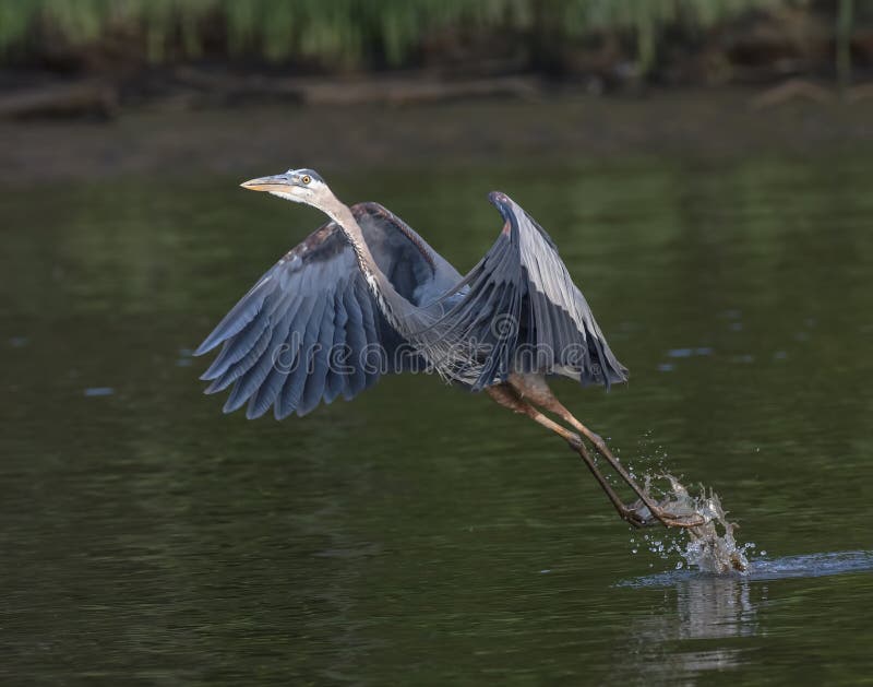 Great Blue Heron Taking Flight Stock Image - Image of beautiful, close ...