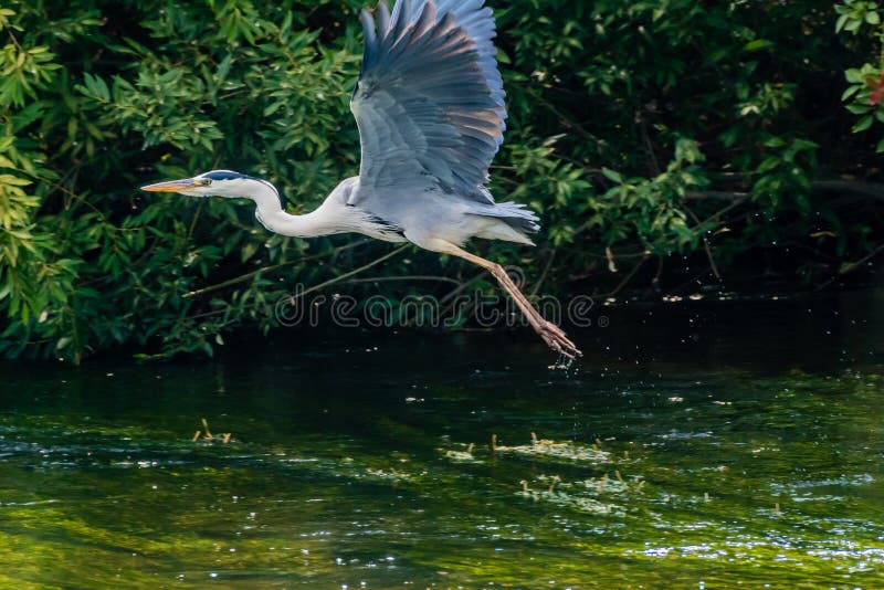 Great Blue Heron Taking Flight Stock Image - Image of grey, summer ...