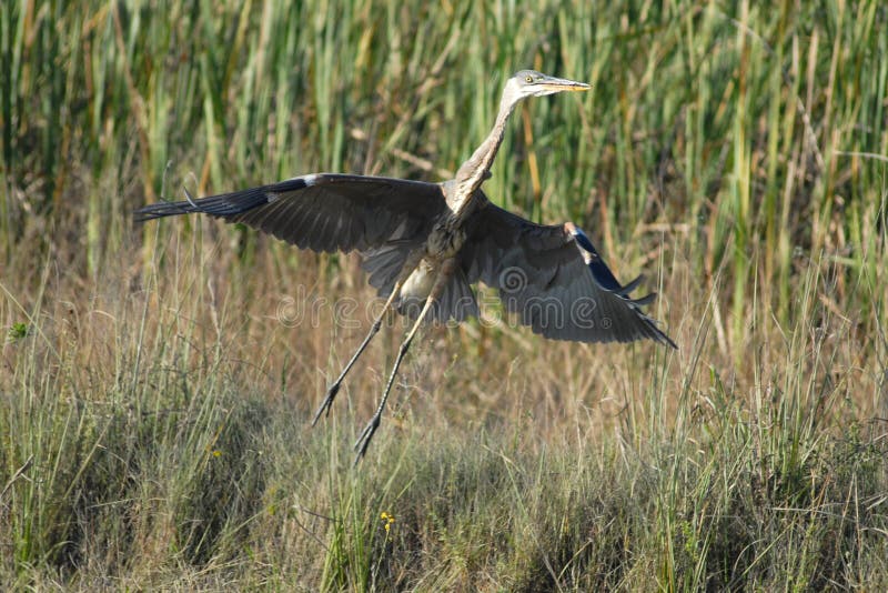 Great Blue Heron Taking Off Stock Photo - Image of grass, bird: 29252044