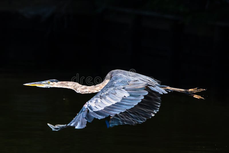 Great Blue Heron Taking Off Stock Photo - Image of audubon, georgia ...