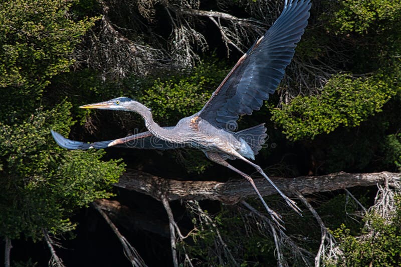 Great Blue Heron Taking Off from Its Perch on a Tree. Stock Image ...