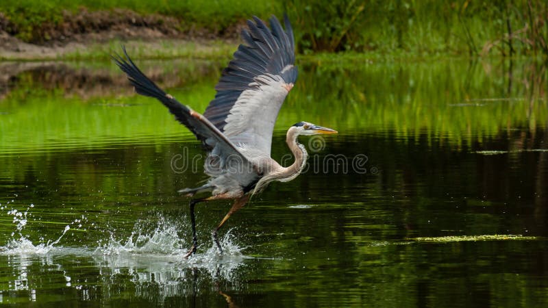 Great Blue Heron Taking Off in Our Retention Pond in the Backyard Stock ...