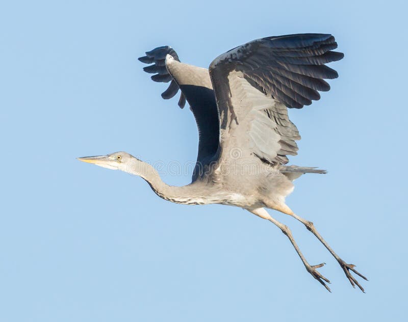 Great Blue Heron Taking Off Stock Photo - Image of portrait, ardeidae ...