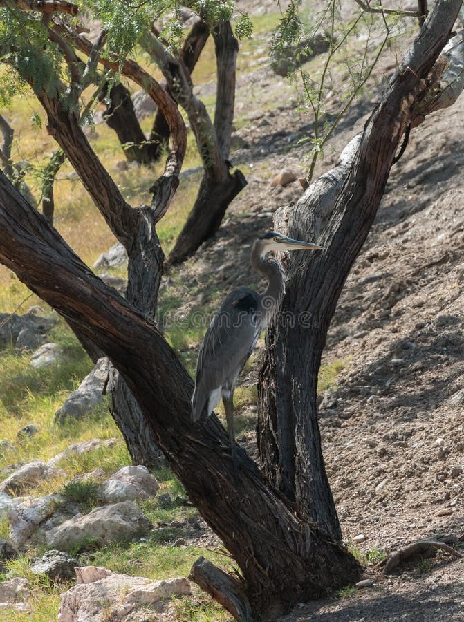 Great Blue Heron in a tree stock photo. Image of environment - 162214052