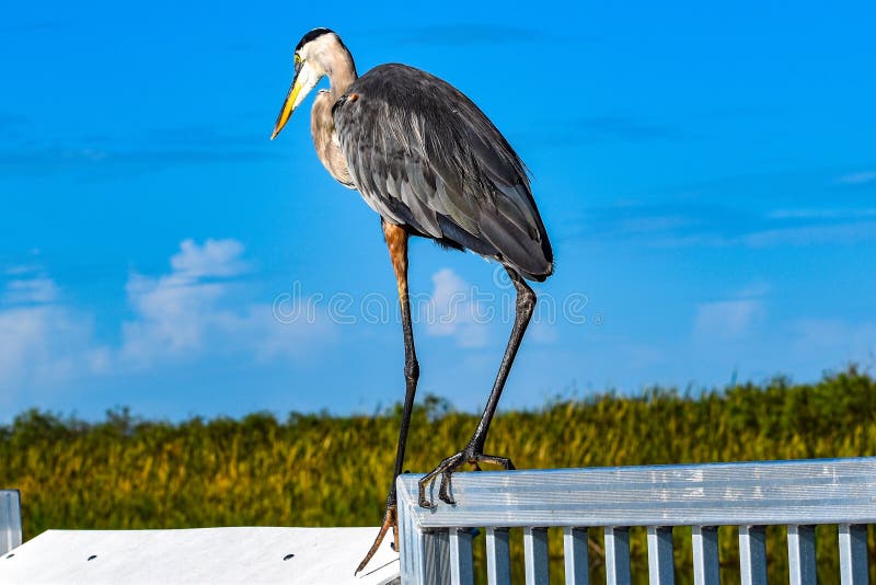 Great Blue Heron View from the Back As he Walks Away Stock Photo ...