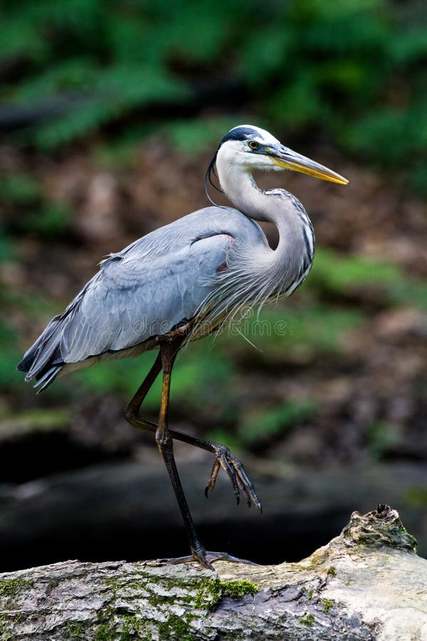 Great blue heron walk stock photo. Image of heron, moss - 56380892