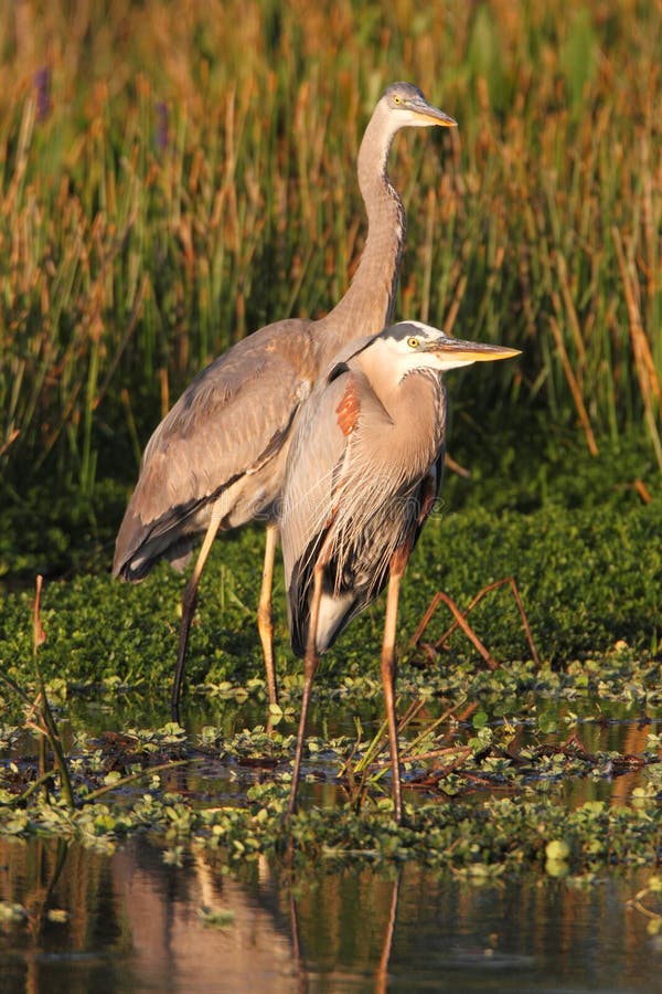 Great Blue Herons (Ardea Herodias) Stock Photo - Image of wildlife ...