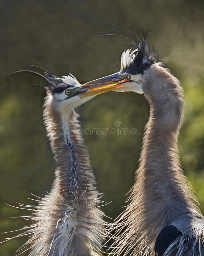 Great Blue Herons Interlocking Beaks Stock Photos - Free & Royalty-Free ...