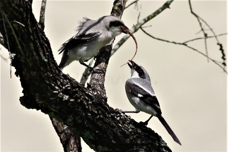 Loggerhead Shrike Feeding Fledgling with a Brown Anole! Stock Photo ...