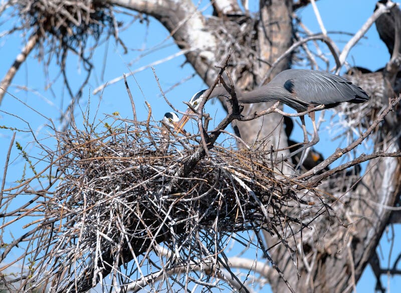 Great Blue Herons, Together Adjusting Their Nest Bed Stock Photo ...