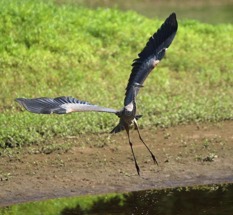Great blue herron stock photo. Image of morning, blue - 73248496