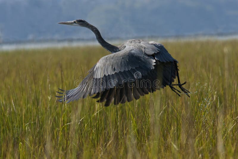 Great Blue Lift-off stock photo. Image of marsh, head - 12989852