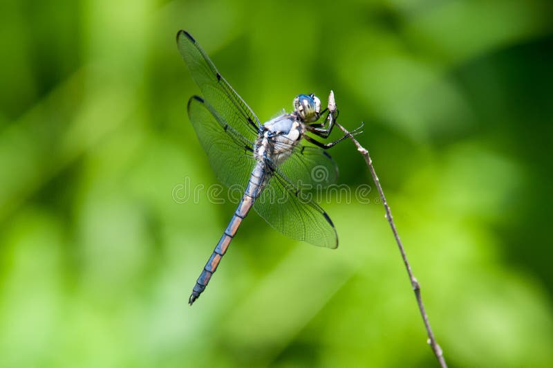 Great Blue Skimmer stock photo. Image of summer, flying - 36827052