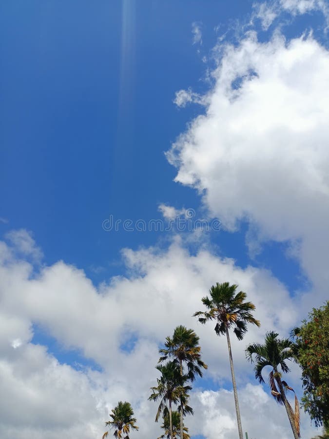 Great Blue Sky and Coconut Trees Stock Photo - Image of blue, trees ...